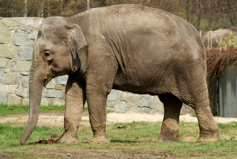 Sloní deník - informace o narozených slůňatech den po dni - Zoo Ostrava