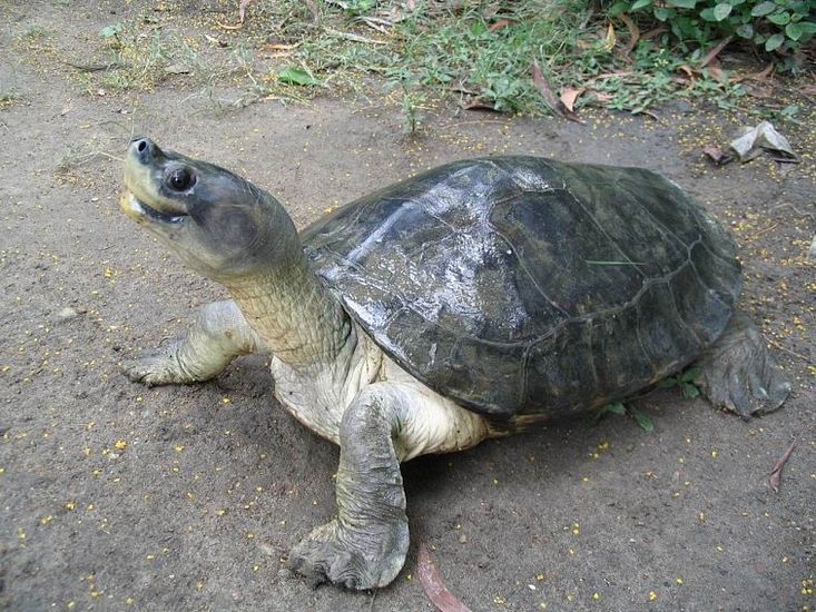 Kachuga - JungleKey.fr Image #50